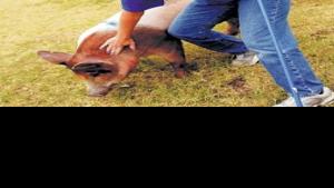 Pig wranglers show their stuff