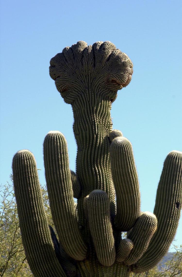 26 photos of Tucson's quirkiest saguaros