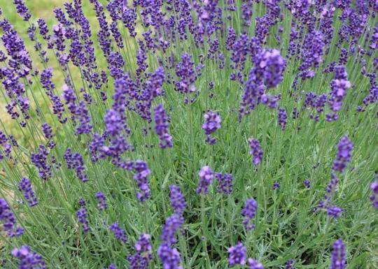 50 fall flowers that bloom in October