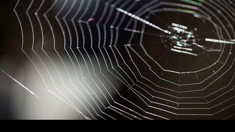 Blue Sky Science: How is spider silk made? | Science | tucson.com