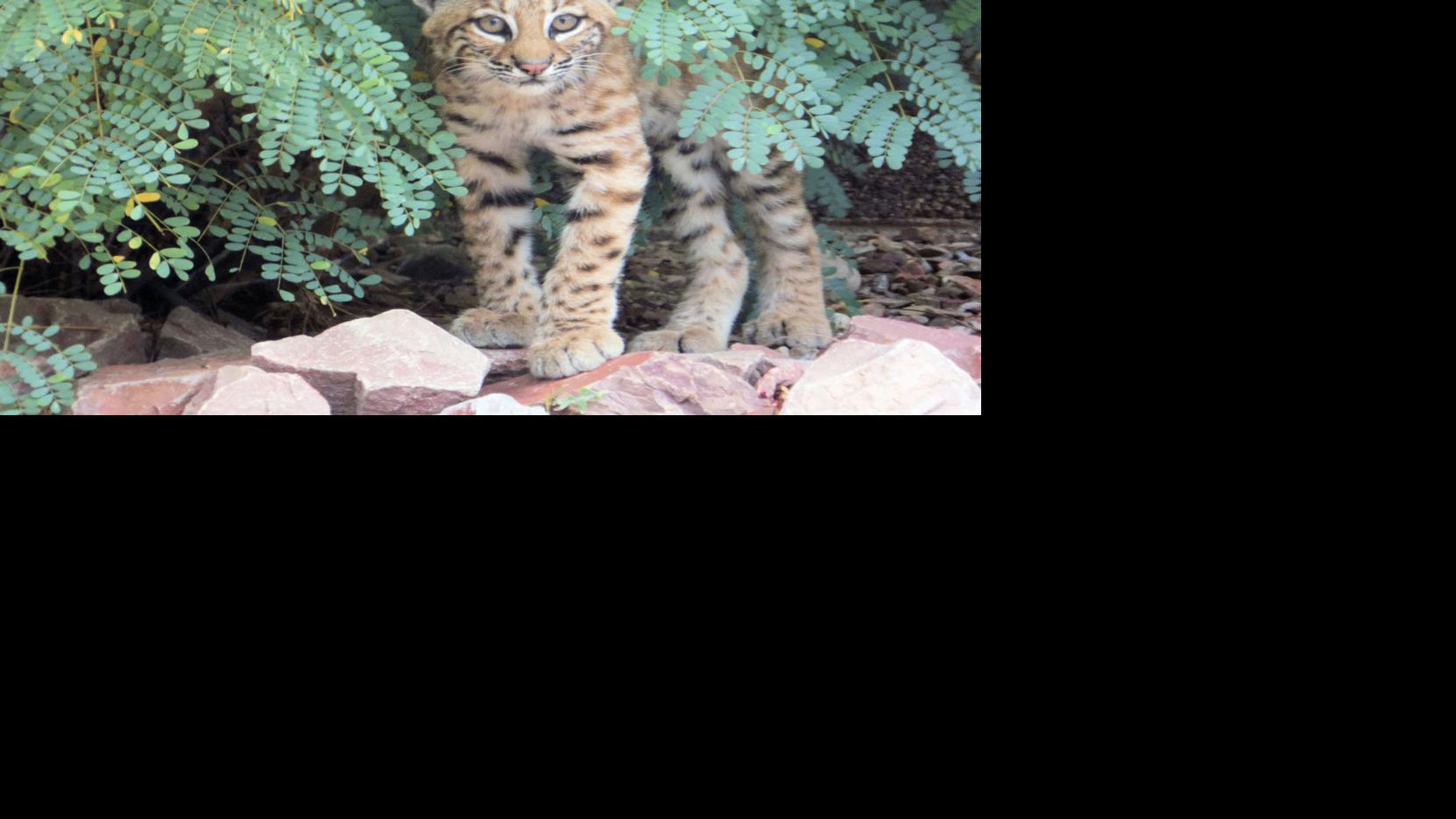 100+ photos of bobcats in Southern Arizona