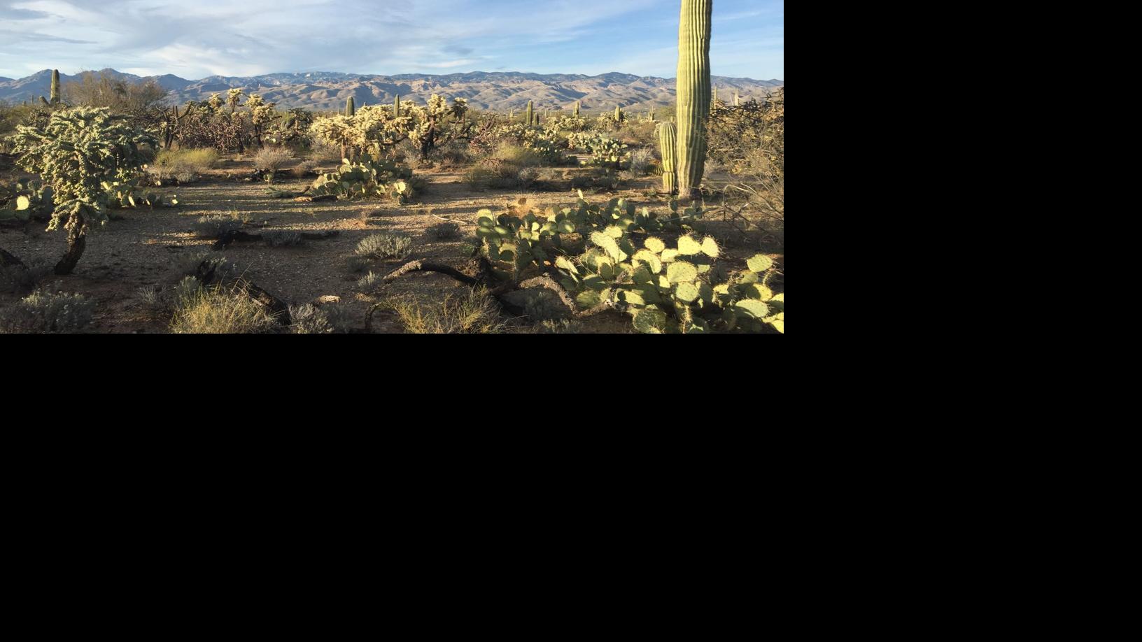 Tucson weather: Warm temps, sunny skies