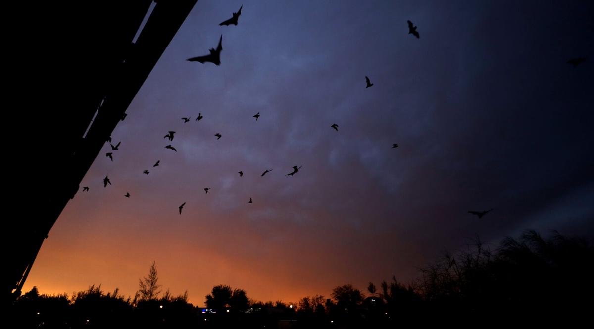 Summer is bat-watching season in Tucson: Here's what to know