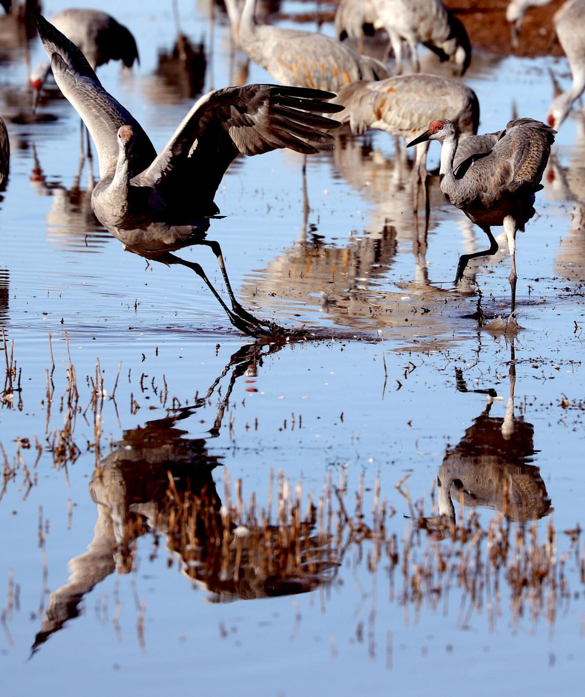 Returning cranes set record in return