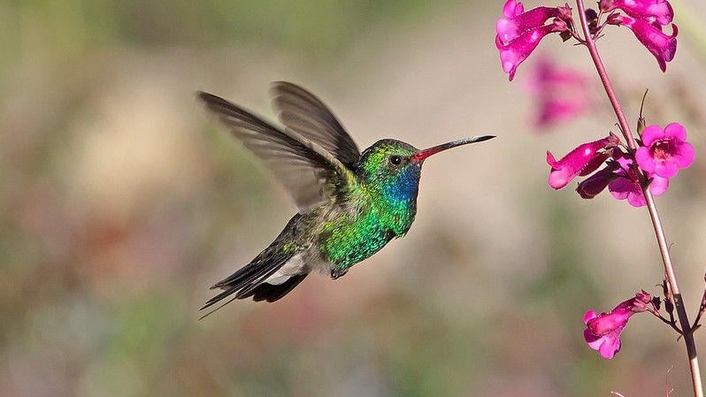 7 things to know about hummingbirds: Tucson's fiercest, fastest residents