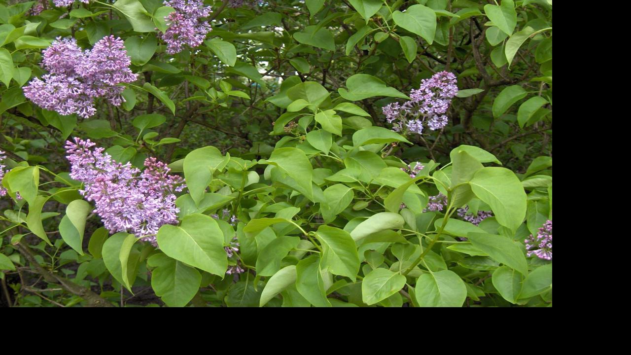 Saving lilac bushes from mildew