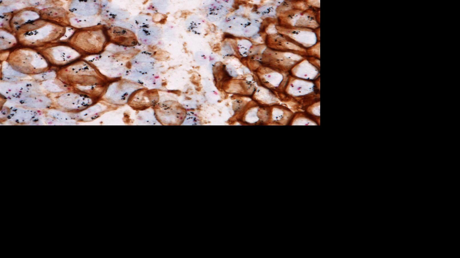 The Art of Science: Roche Tissue Diagnostics | | tucson.com