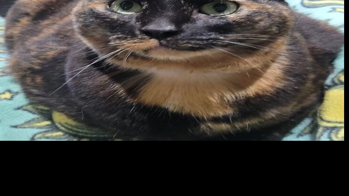 Pets for adoption locally