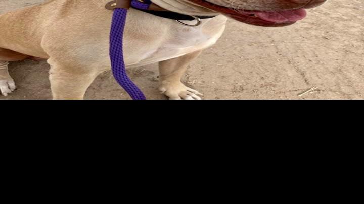 Adoptable pets in Tucson