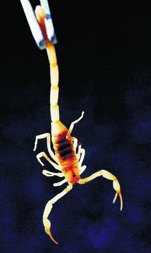 scorpion biting someone