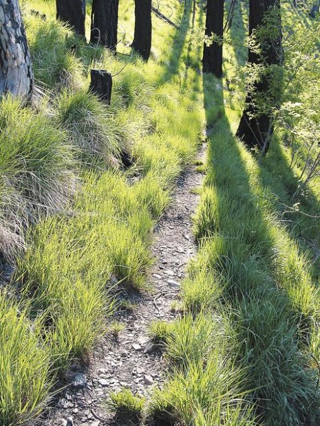 Mint Spring Trail: Aspen Fire recovery is vivid, 5 years later