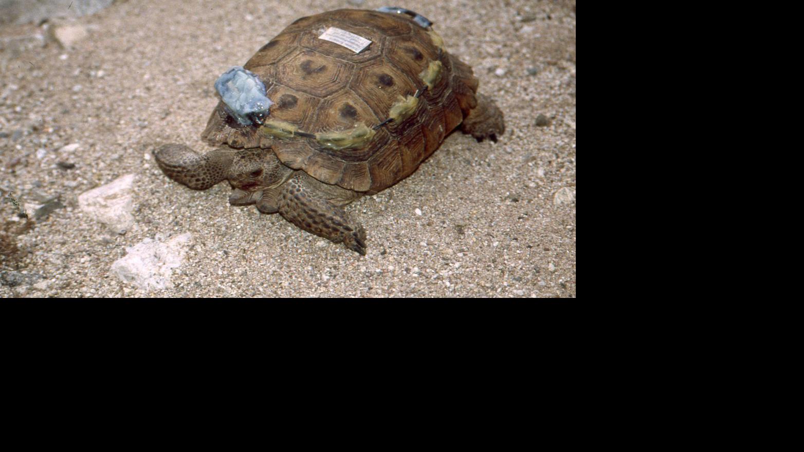 Experts say tortoise tale endures because Thelma still has something to ...
