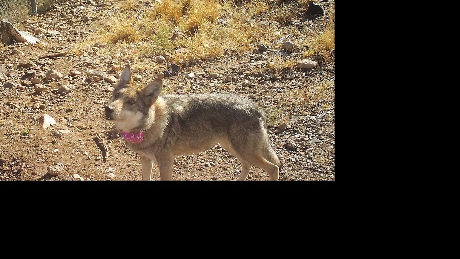 Endangered wolf pair returned to wild east of Douglas | Subscriber ...