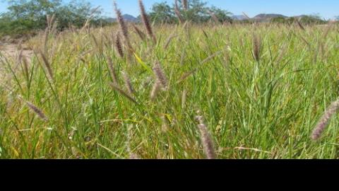 Now is perfect time to spray invasive buffelgrass | Local news | tucson.com