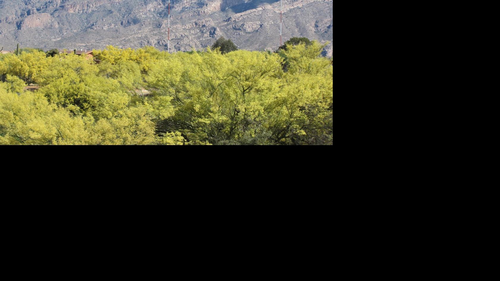 Tucson weather: Warming trend | Local news | tucson.com