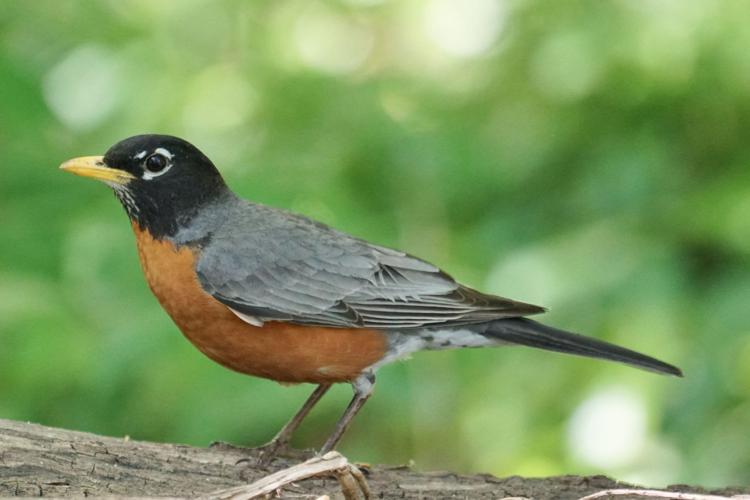 red robin bird