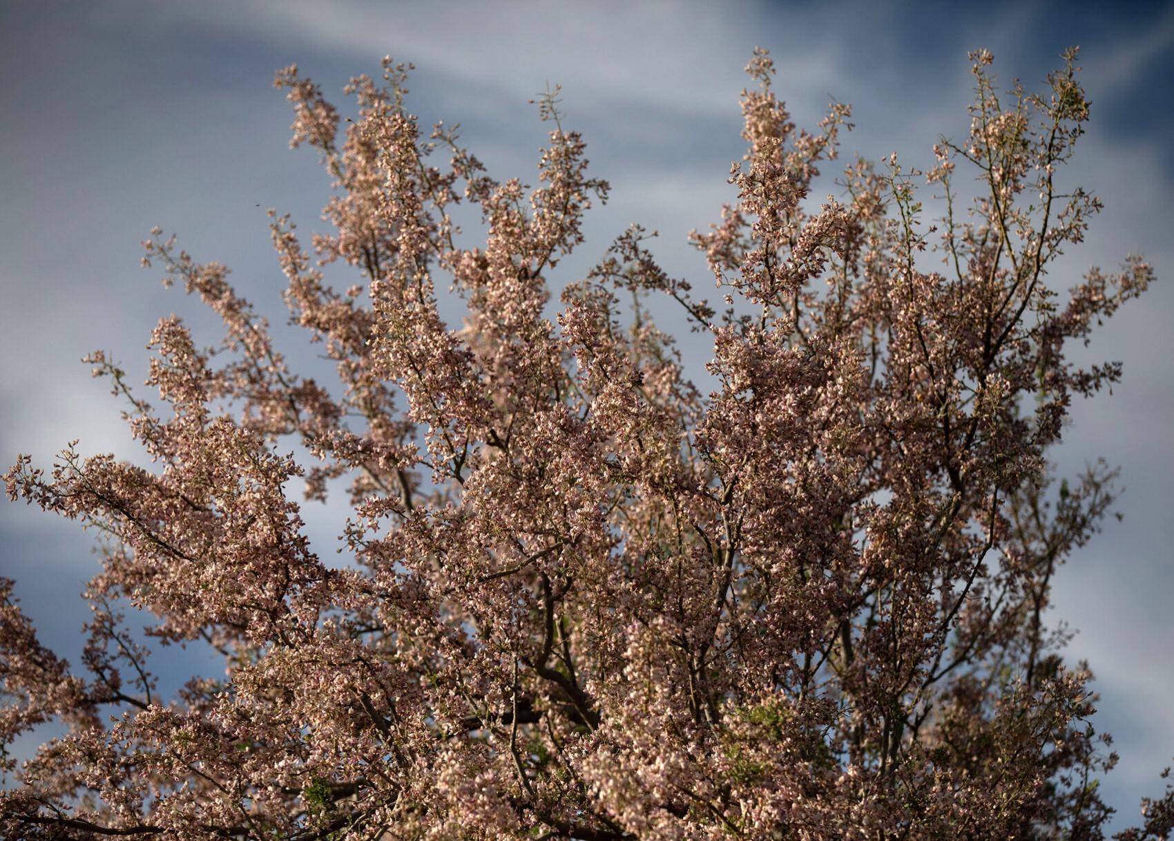 Tucson sees one of the best ironwood blooms in years