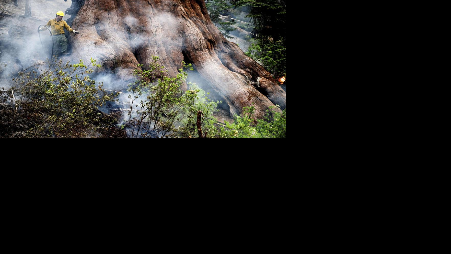 A sprinkler system has been installed in the forest and a cabin wrapped ...
