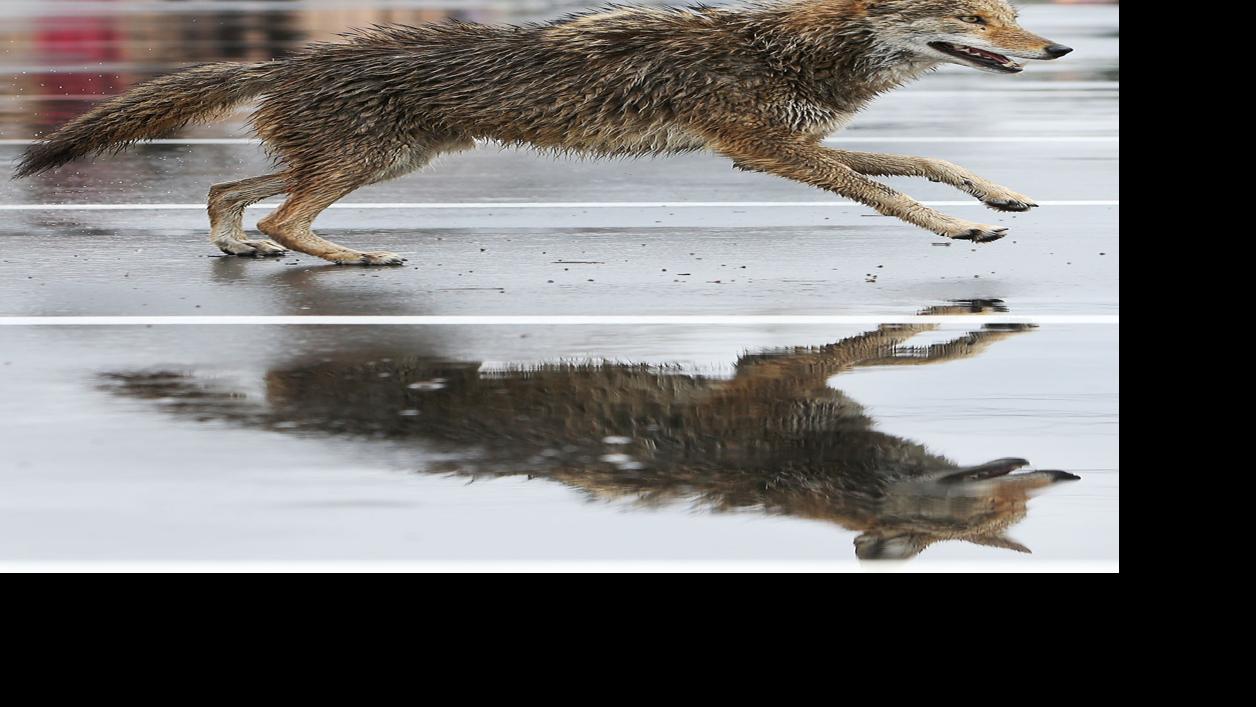 Coyote bites woman's arm on Tucson's east side