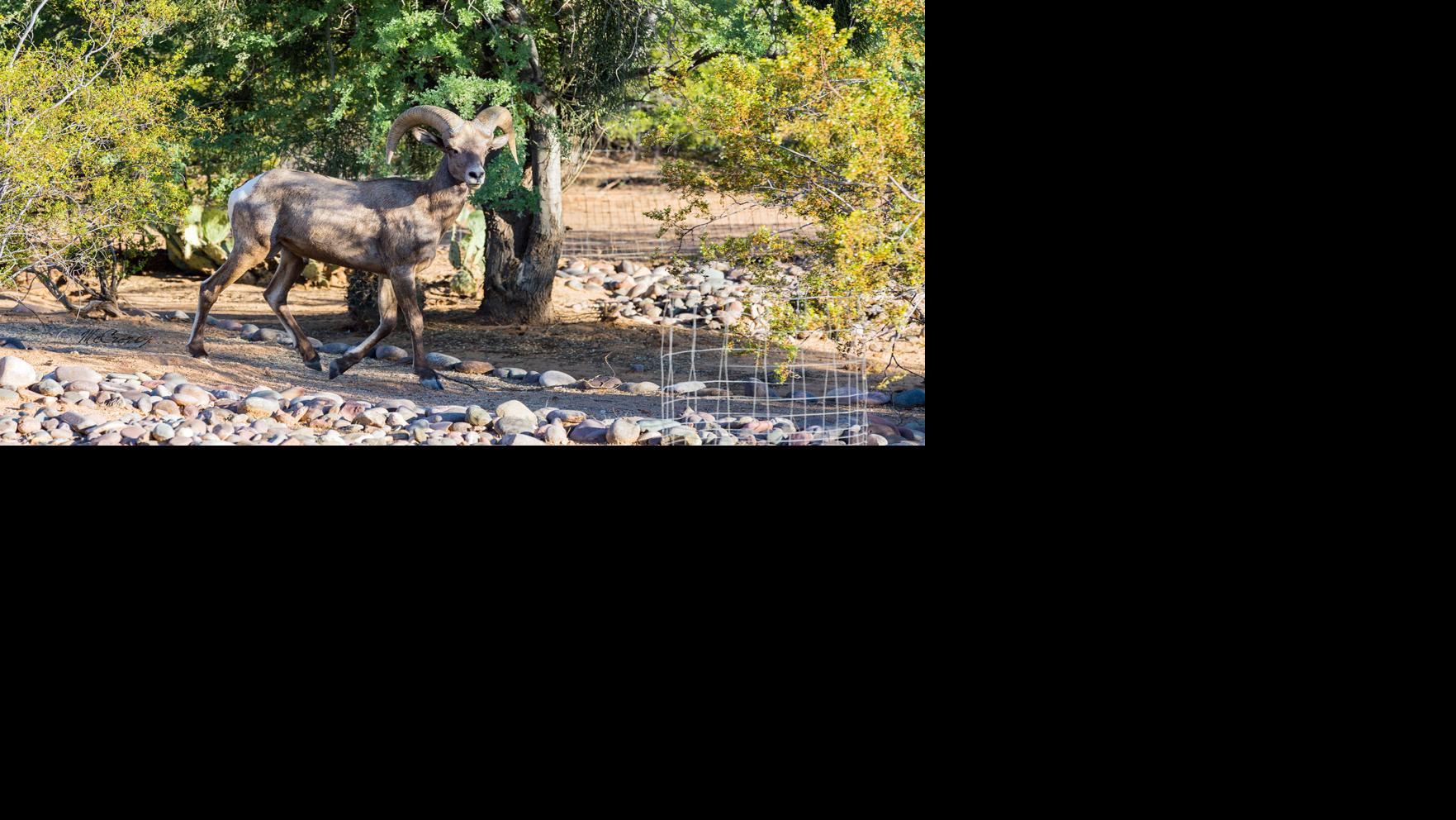 Bighorn sheep surviving, possibly thriving, in Tucson's Catalina Mountains