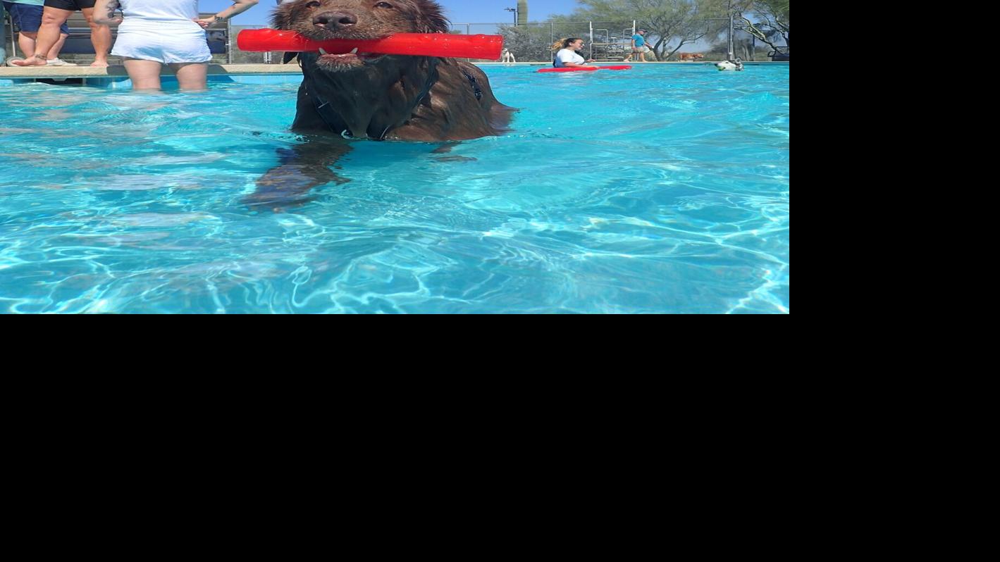 2 dog-friendly pool parties in Tucson