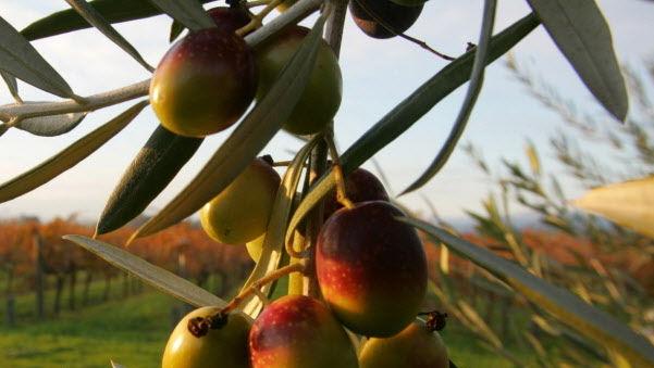 how to prepare black olives off the tree