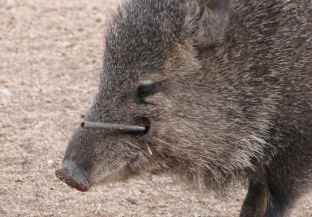 State officials seek info on maiming, killing of javelinas around Tucson