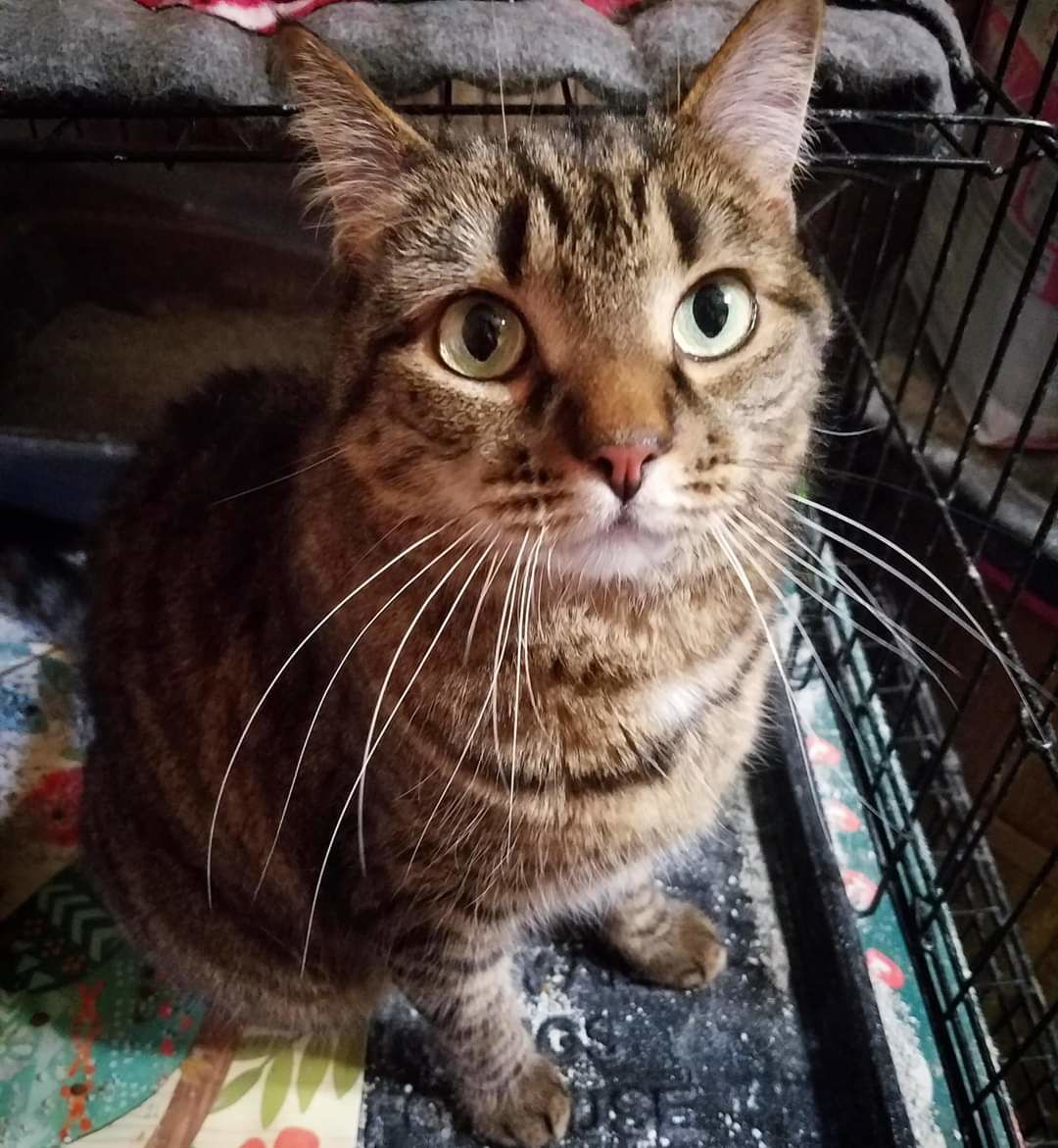 Adoptable pets in Tucson | Entertainment | tucson.com