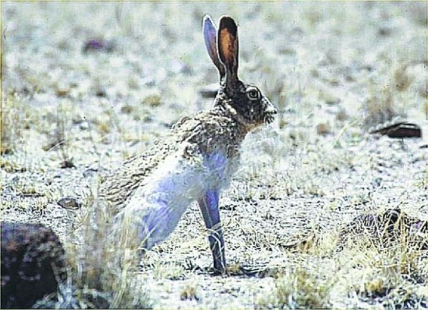 This species not exactly multiplying like rabbits