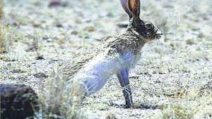 This species not exactly multiplying like rabbits