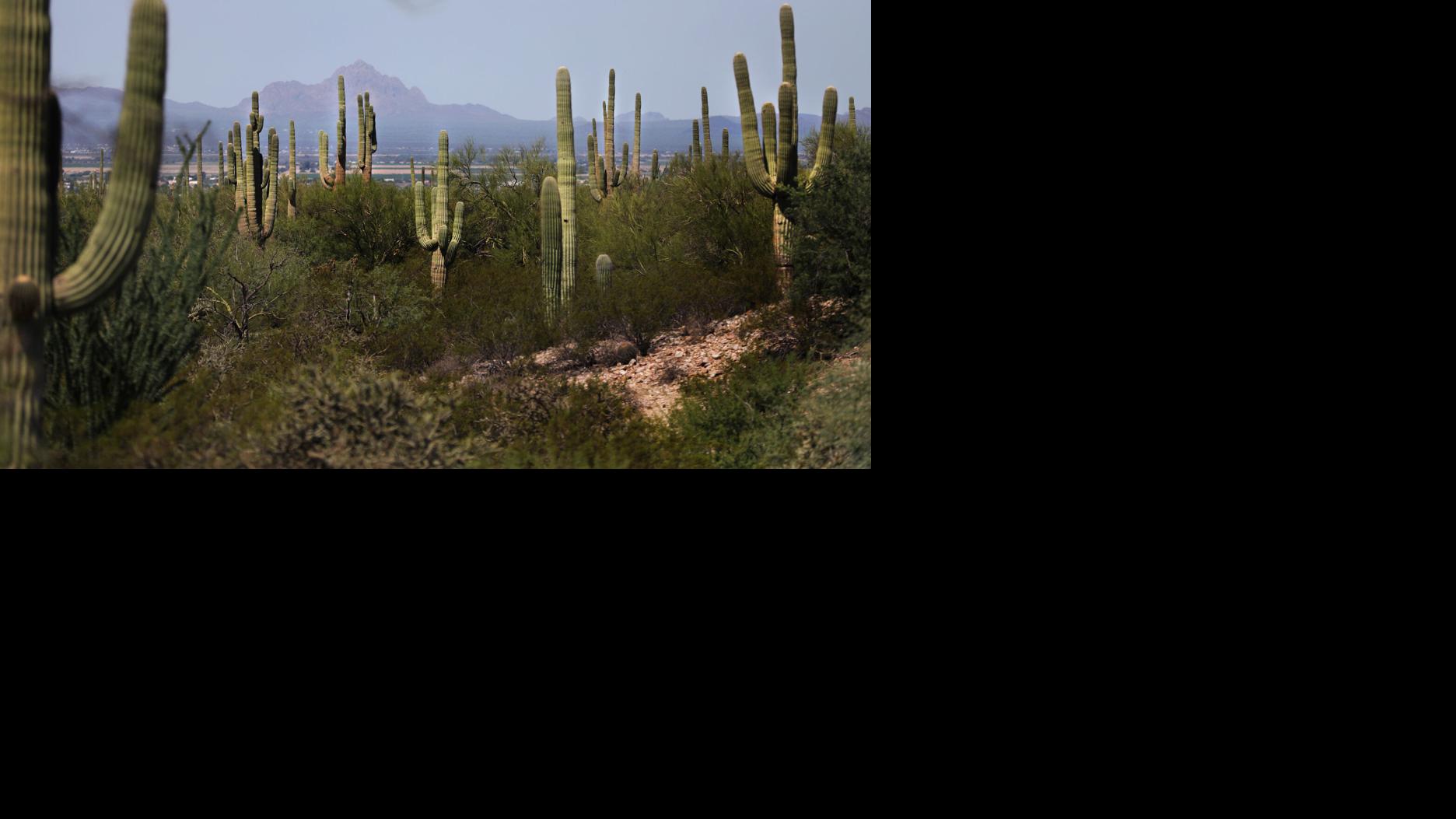 Seismic discovery: Saguaros never stop swaying