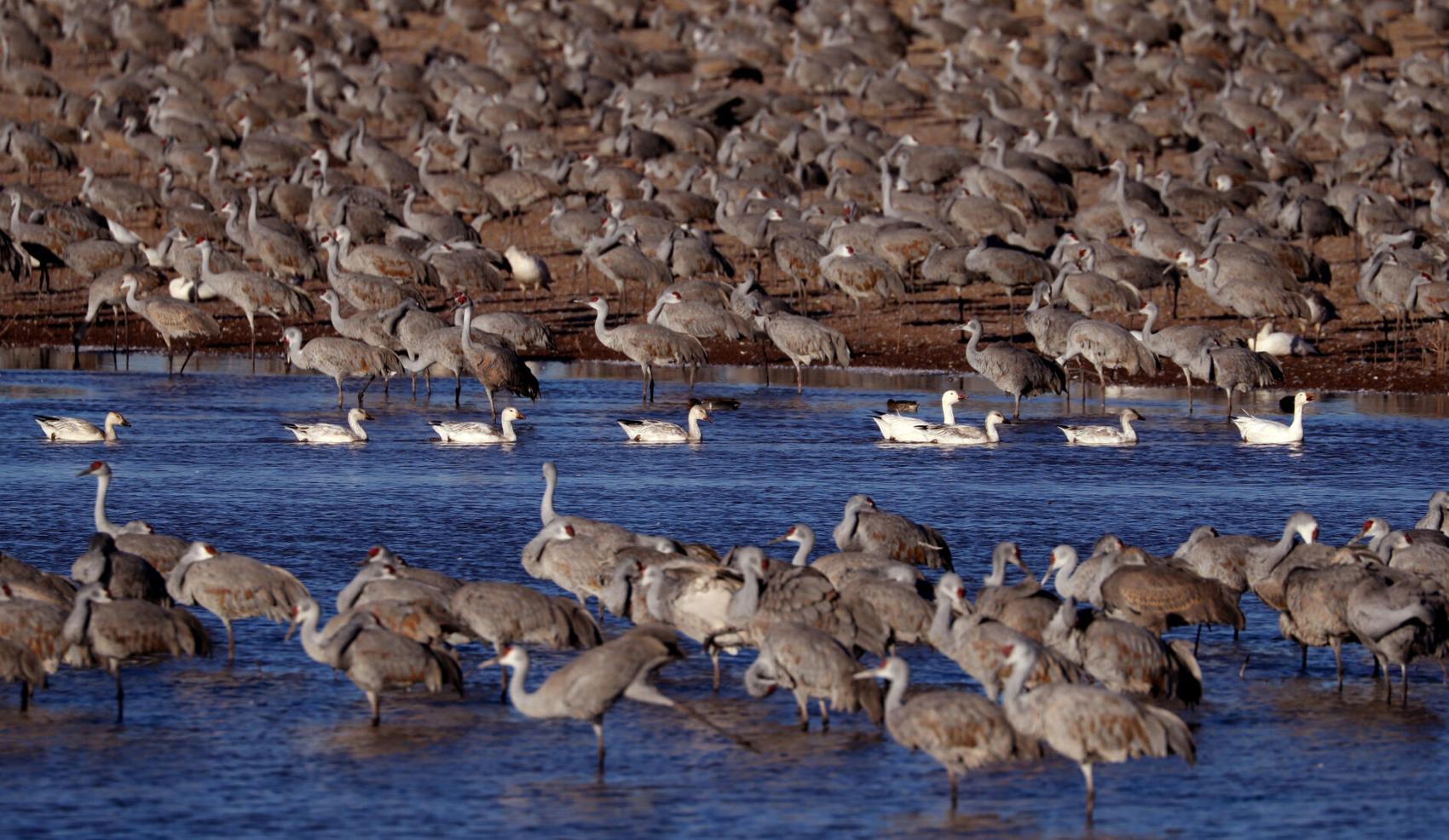 Returning cranes set record in return