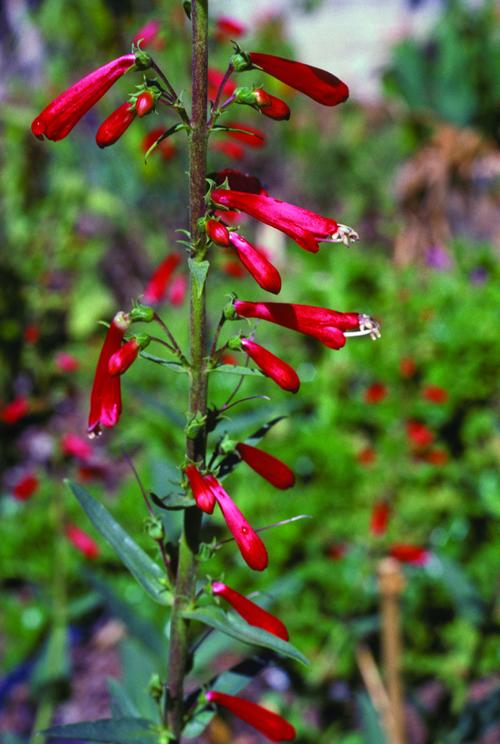 Firecracker Penstemon, Eaton’s Firecracker