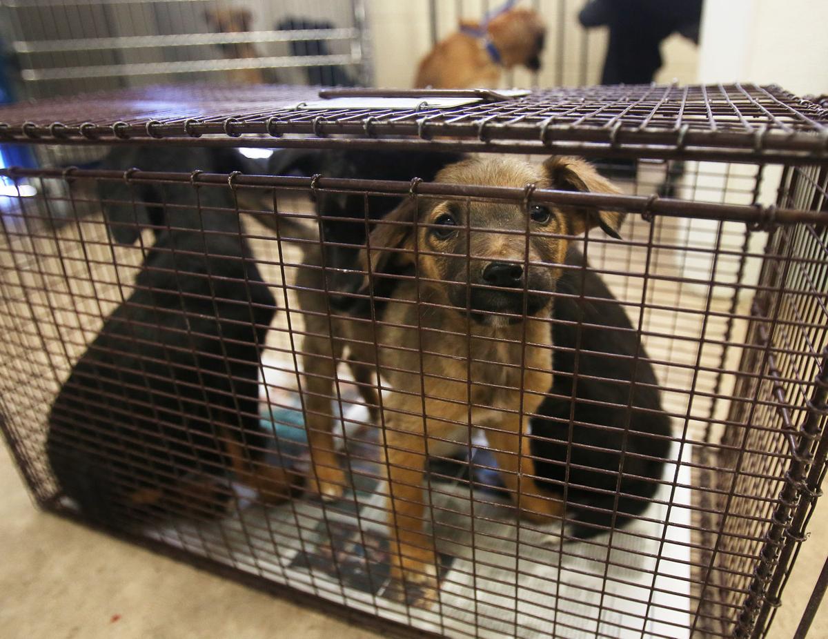 Photos: Pima Animal Care Center