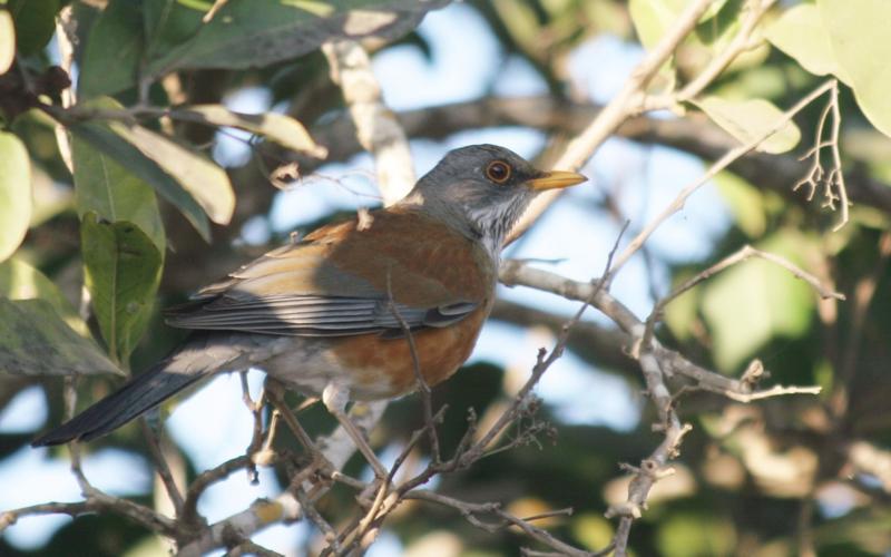 When the Red, Red Robin | Arts-and-leisure | tucson.com