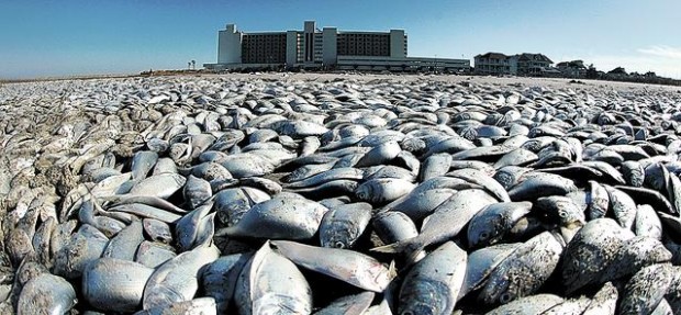 Dead fish litter beach