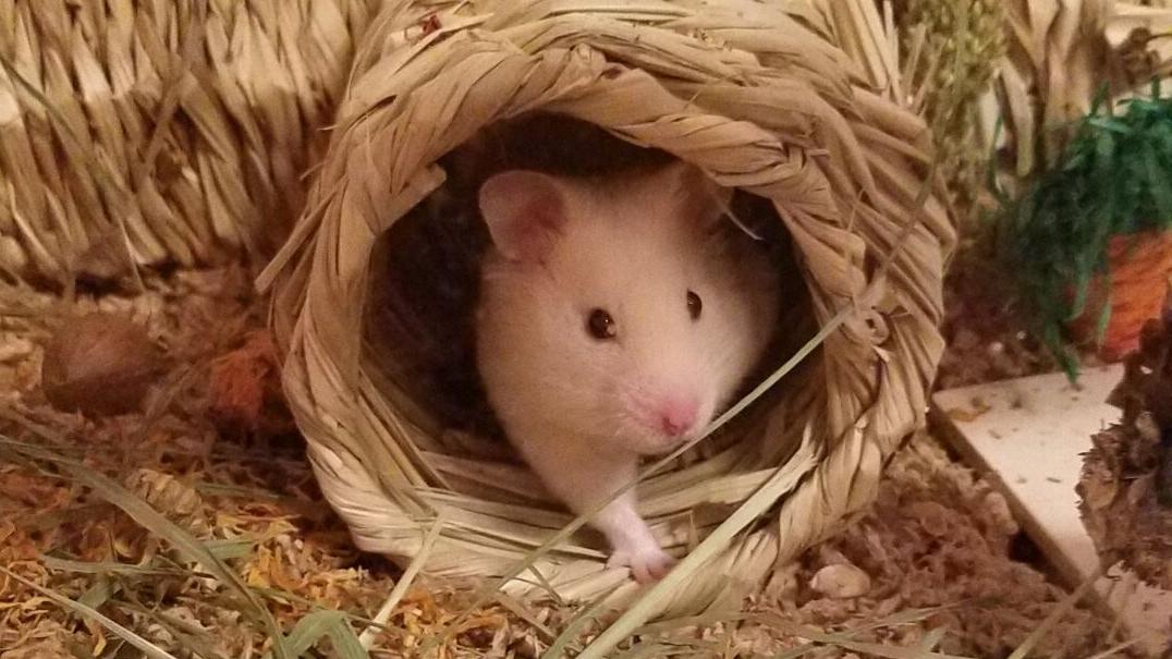 This pocket-sized pet rescue is home to hamsters, mice and guinea pigs ...