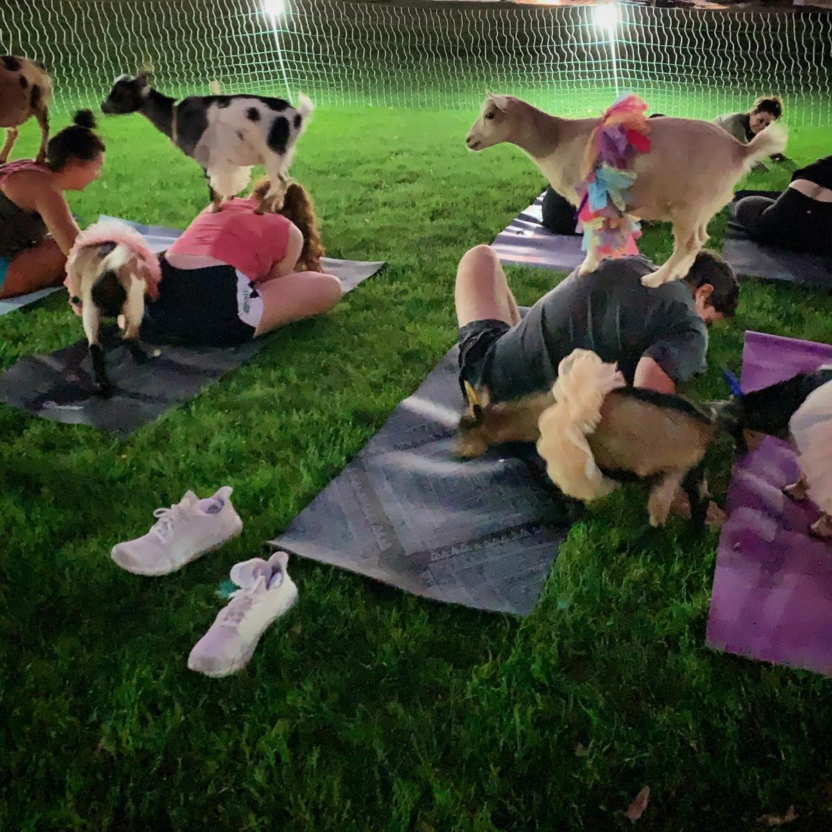 Workout ideas with cats and goats and other fitness ideas