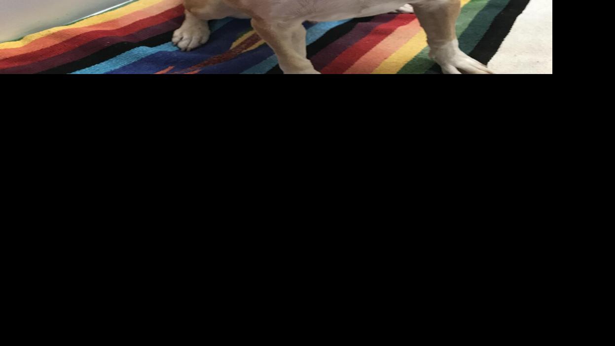 Pets for adoption locally | Pets | tucson.com