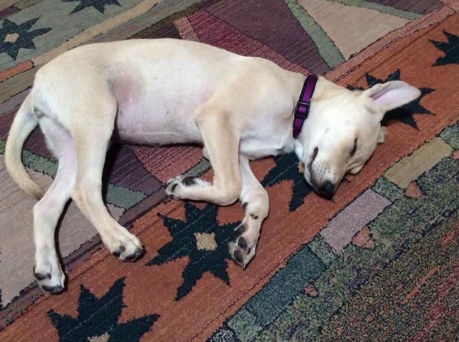 154 awesome dogs in Tucson