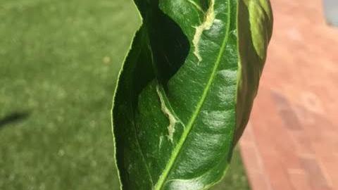Damage from citrus thrips less than it looks