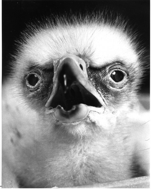 Tucson Animal Tails: Baby eaglet