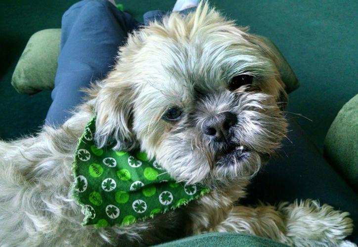 154 awesome dogs in Tucson