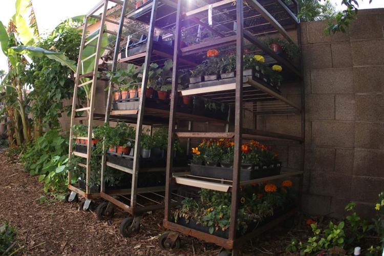 Permaculture landscape designer grows produce in the desert