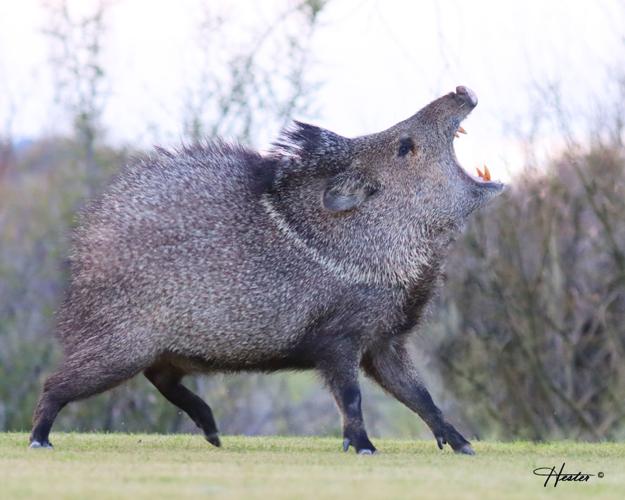 Fave Five: Rancher and artist retired in Tucson still makes art