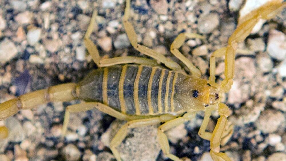 Scorpion season has arrived | Local news | tucson.com
