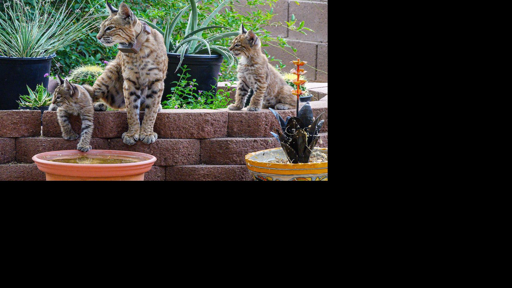 Study: For Tucson's urban bobcats, family matters