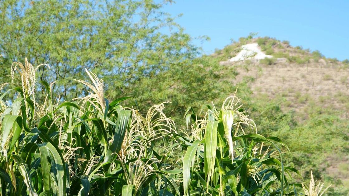 North_Field_chapalote_corn_A_Mountain_Aug_21_2015__Dena_.jpg