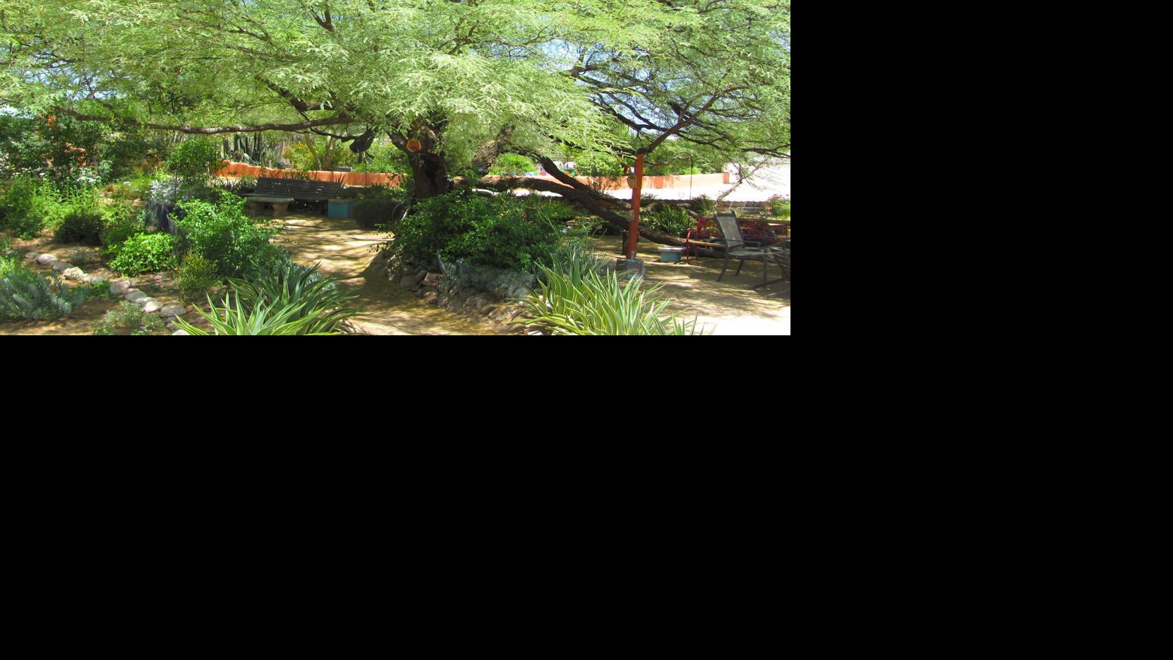 Growing native plants in Tucson