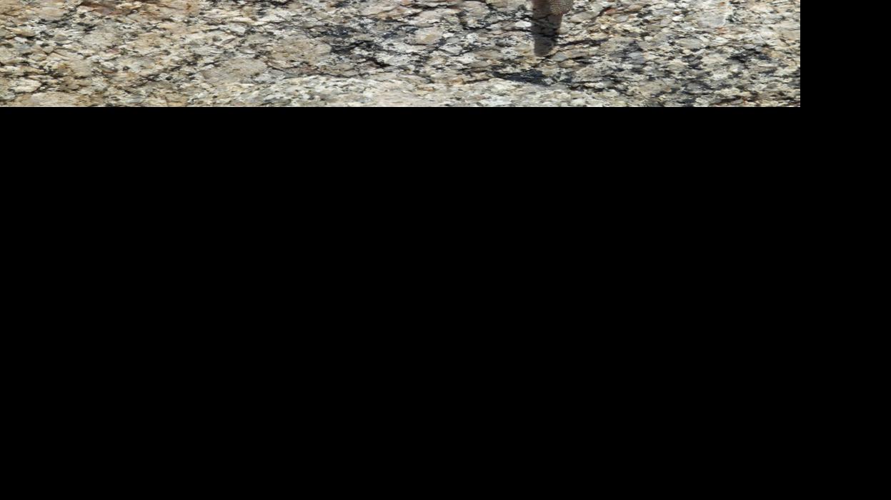 Living with chuckwallas | | tucson.com